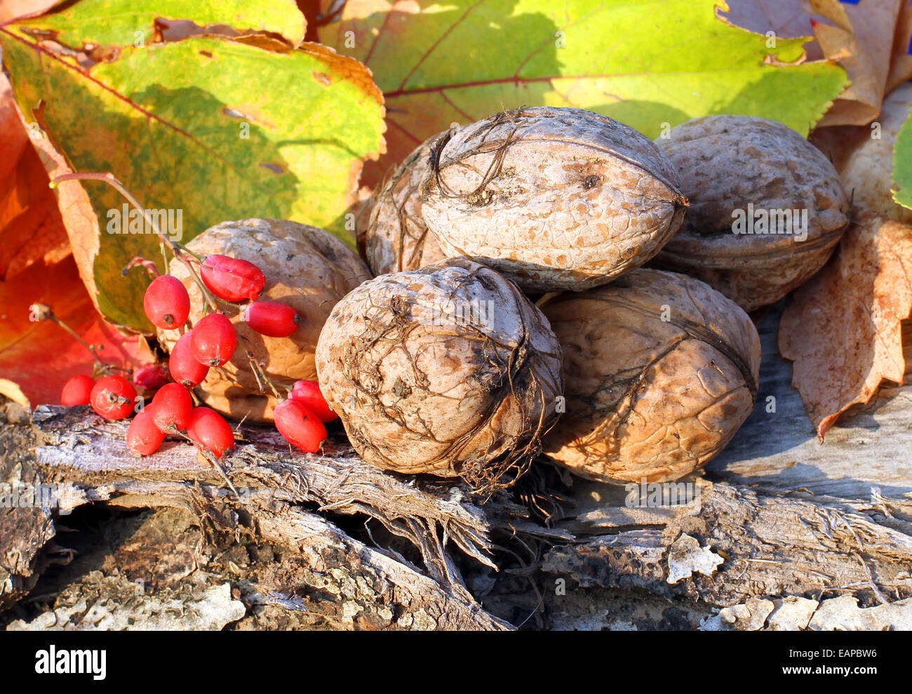 Close up of walnuts with autumn leaves Stock Photo - Alamy