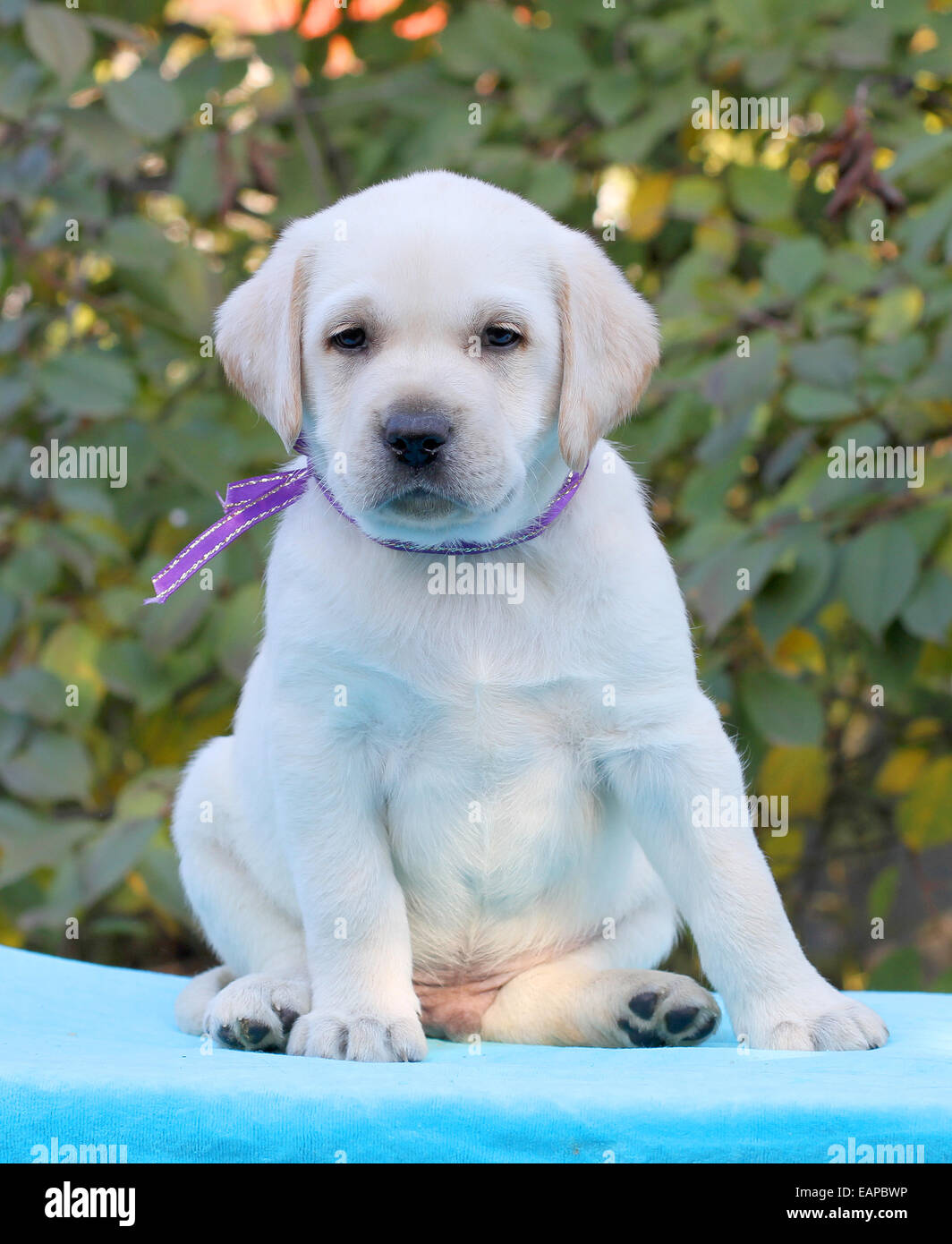 yellow labrador puppy sitting on blue background Stock Photo - Alamy
