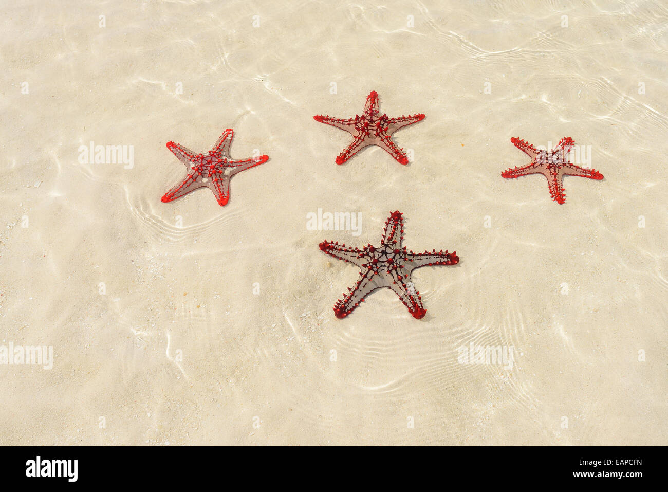 Indian ocean starfish hi-res stock photography and images - Alamy