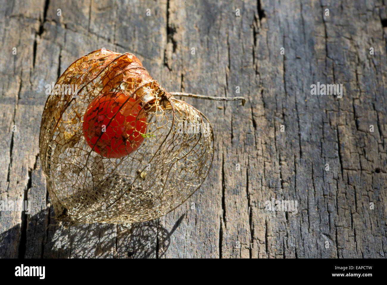 Physalis fruit hi-res stock photography and images - Alamy