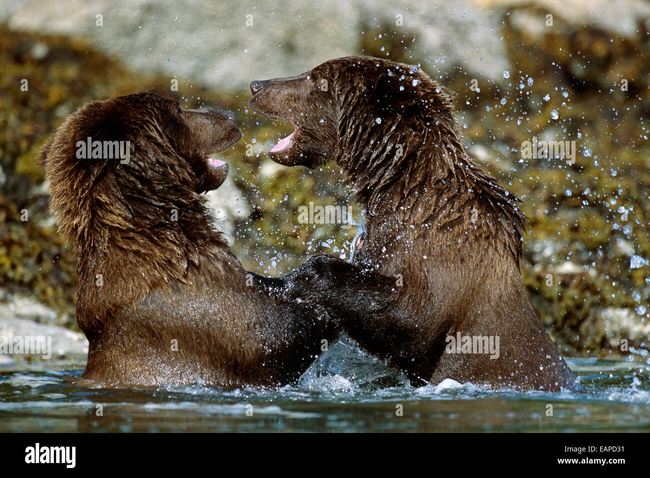 Two Brown Bears Fighting In River Geographic Harbor Ak Sw Summer Stock ...