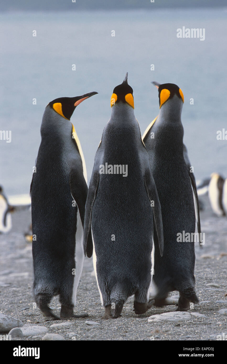 Design pics antarctica hi-res stock photography and images - Alamy