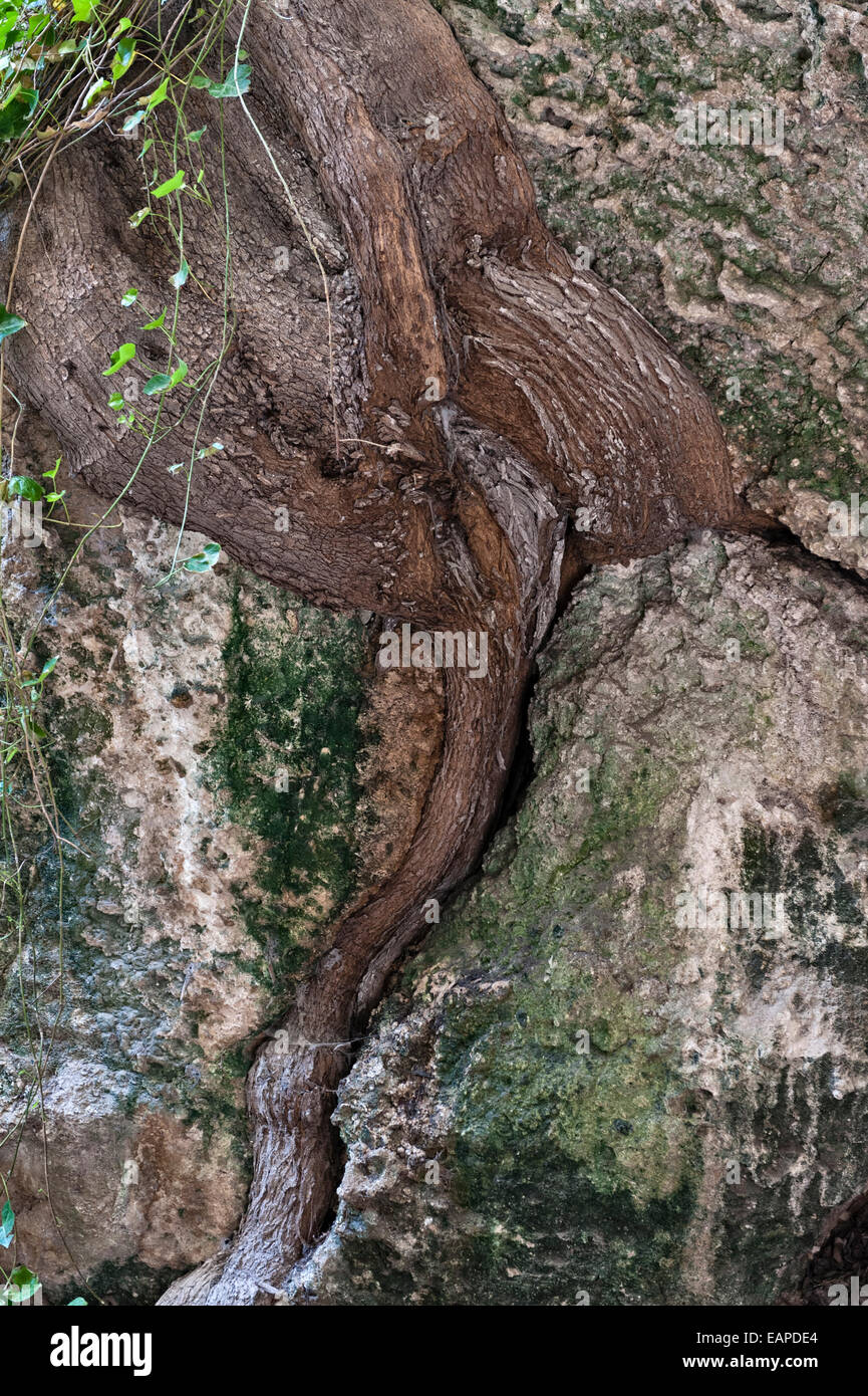 A tree root splitting a rock in the Latomia dei Cappuccini, a 6c BC ...