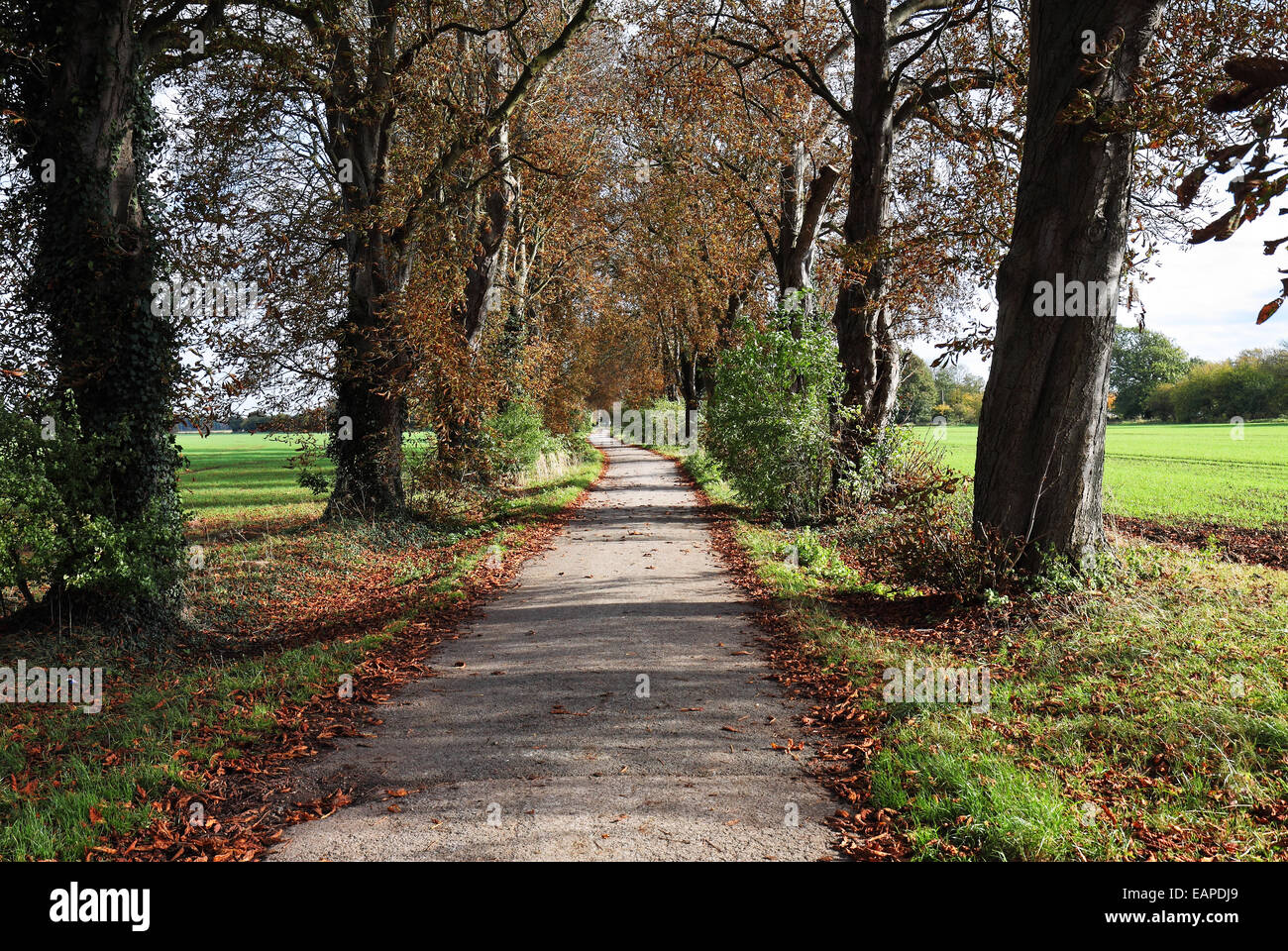 Autumn scene along a quiet lane in rural England between an avenue of ...
