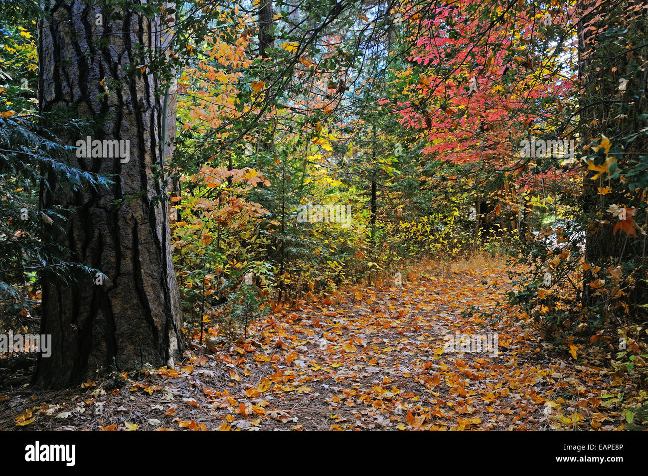 A leaf covered path leads through trees and fall foliage in Yosemite ...