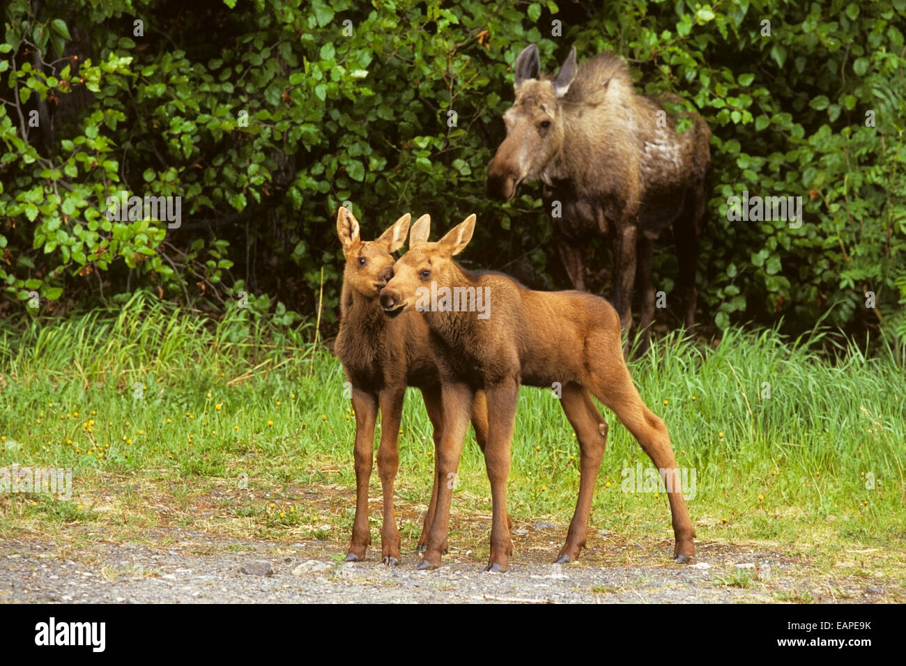 Two Young Moose Calves Stand Next To Their Mother Near Mchugh Creek In ...