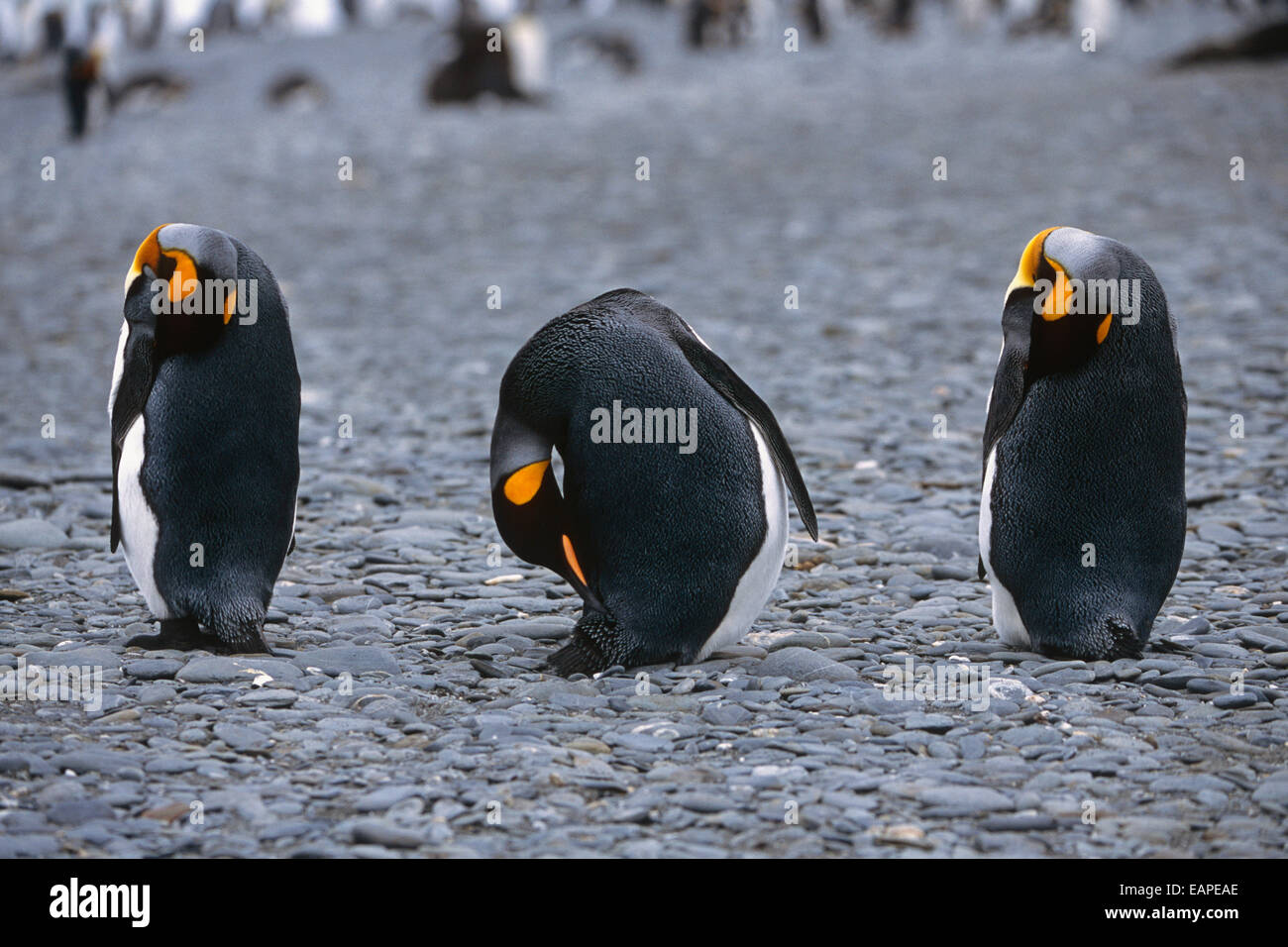 King Penguins Sleeping & Waking From Nap South Georgia Island Antarctic ...