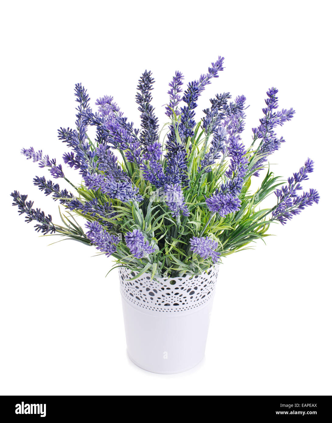 White lavender pot hi-res stock photography and images - Alamy