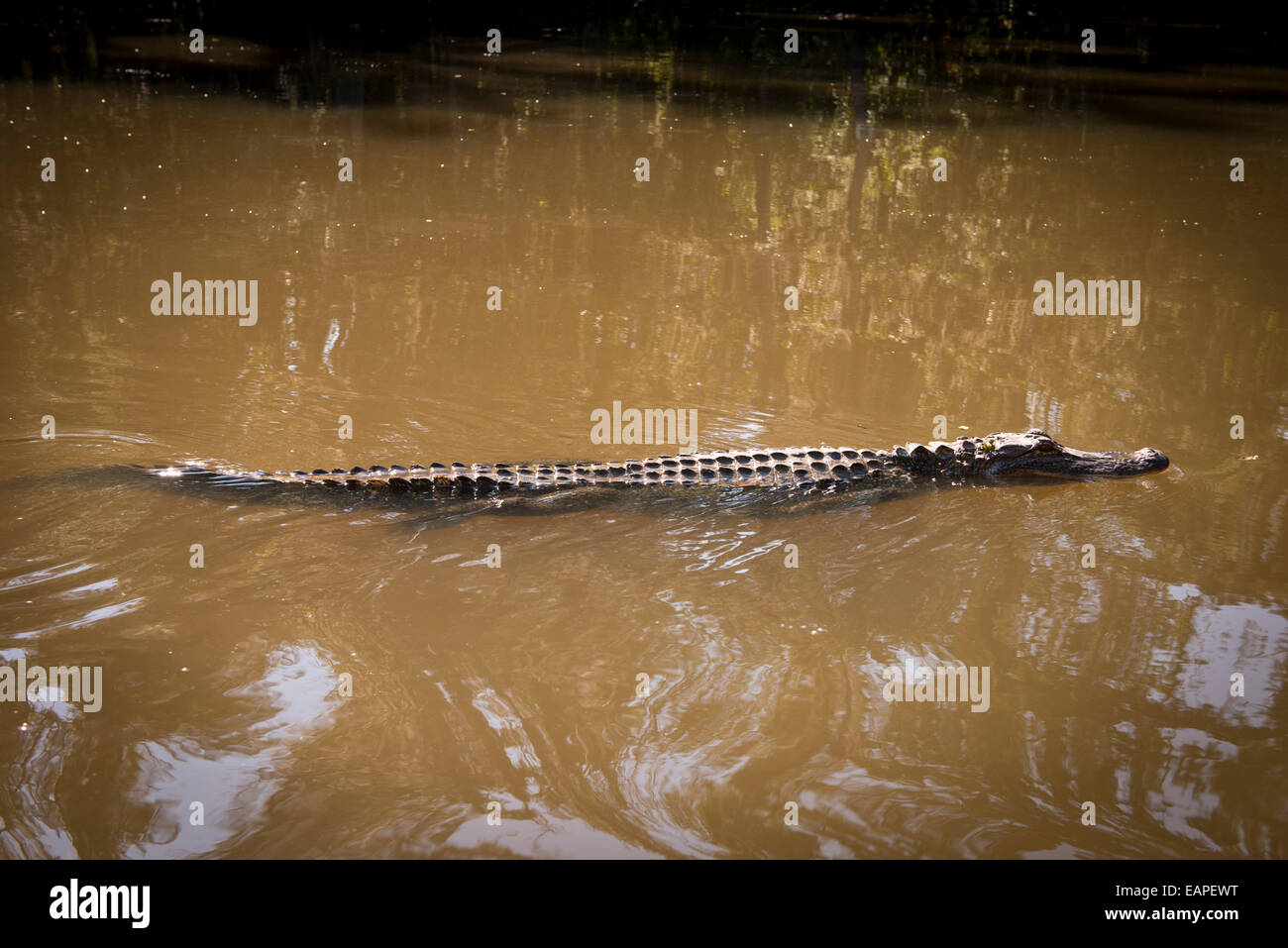 Bayou swamp alligator hi-res stock photography and images - Alamy