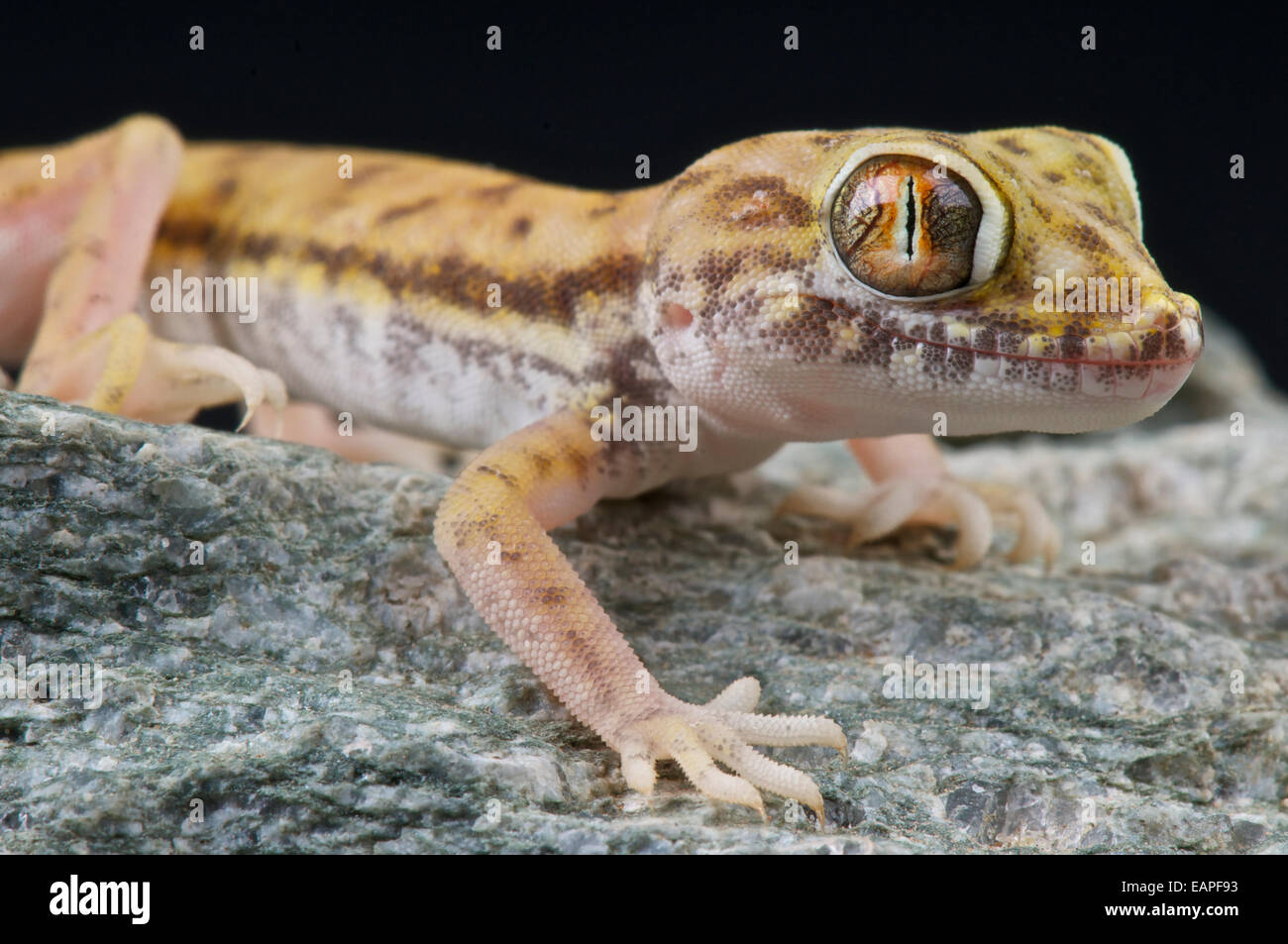 Sand gecko / Stenodactylus petrii Stock Photo - Alamy