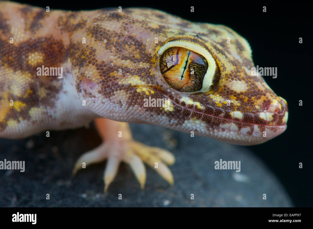 Giant sand gecko / Stenodactylus pettrii Stock Photo - Alamy