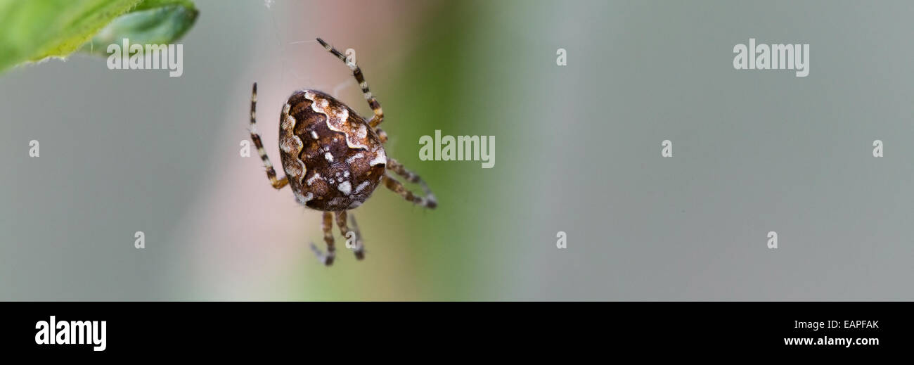 Redback Spider High Resolution Stock Photography and Images - Alamy