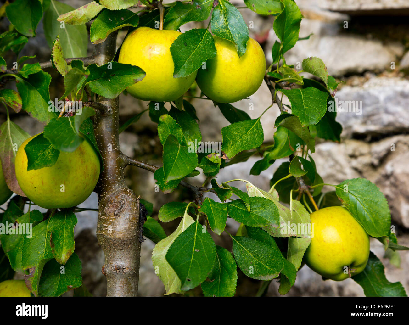 Apples in the tree growing hi-res stock photography and images - Alamy