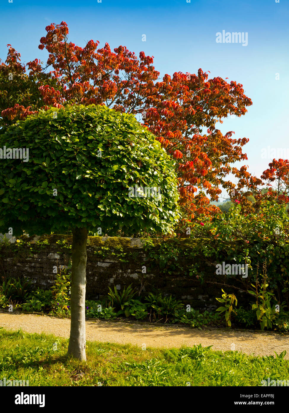 Topiary tree hi-res stock photography and images - Alamy