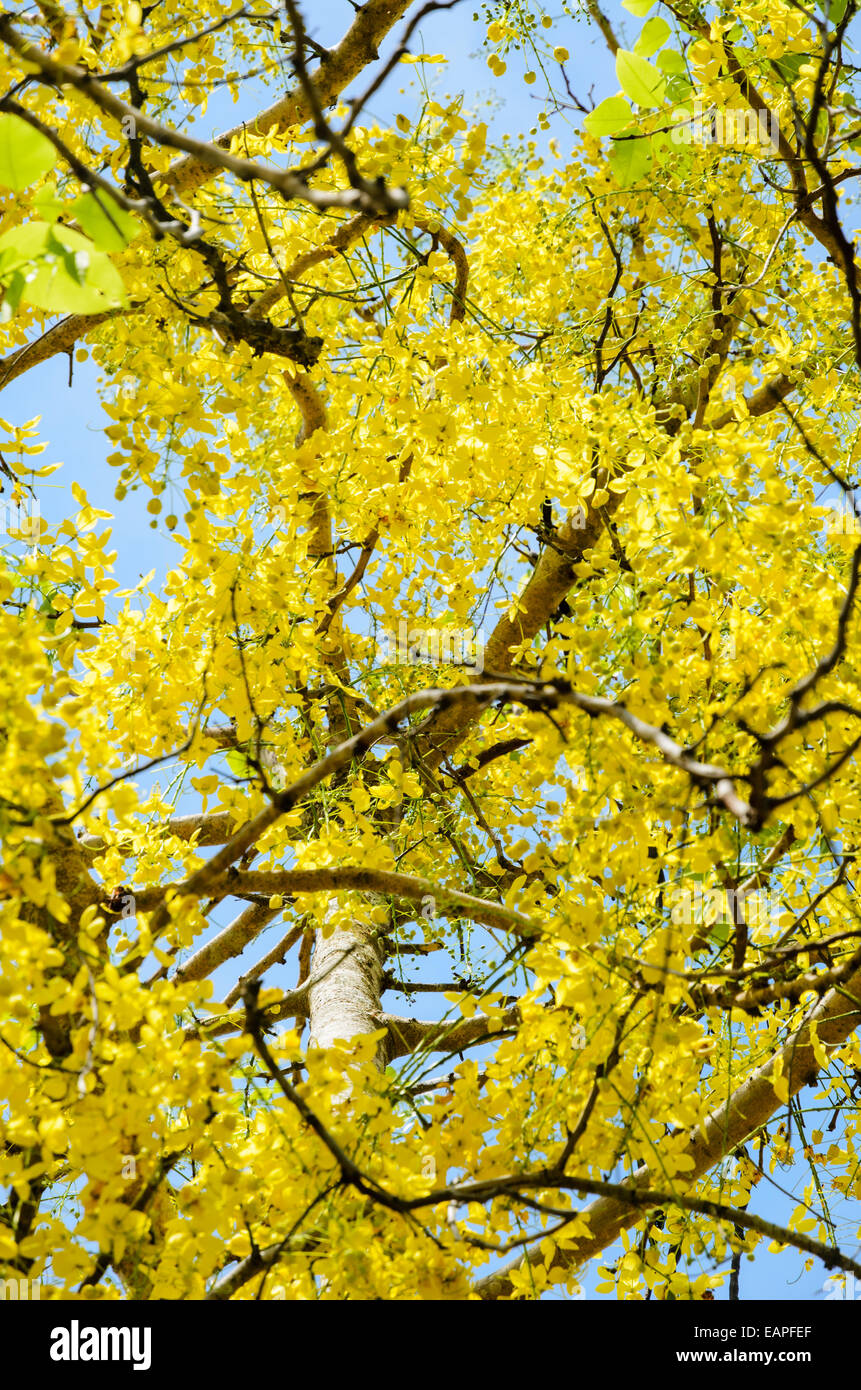 Cassia tree hi-res stock photography and images - Alamy