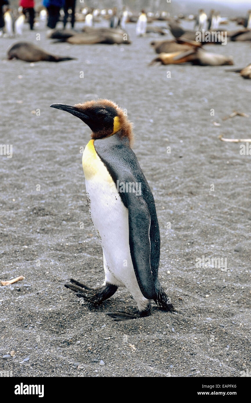 Adolescent King Penguin Molting Between Oakum Boy & Adult Colors On ...