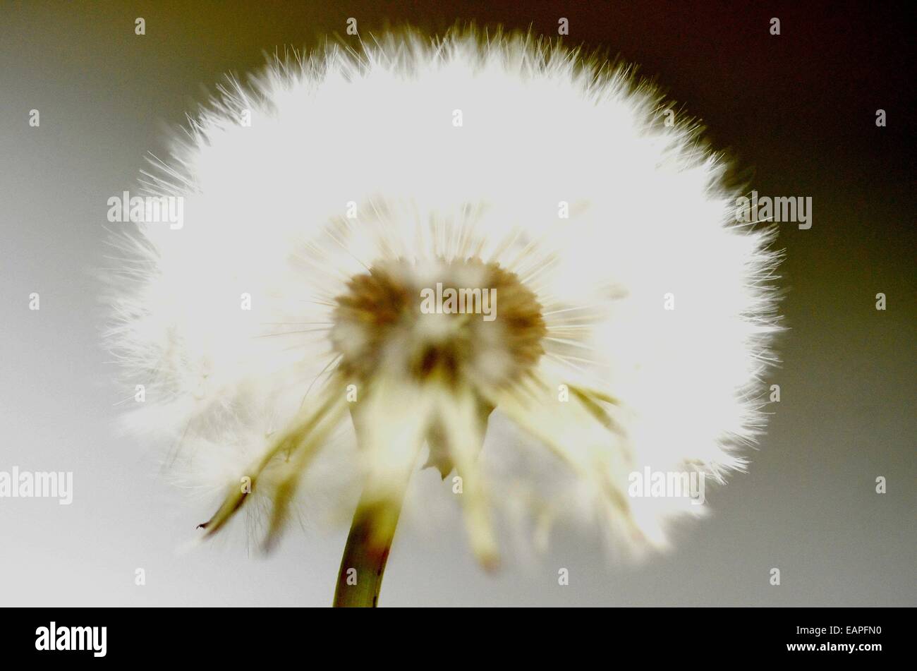 Dandilion hi-res stock photography and images - Alamy
