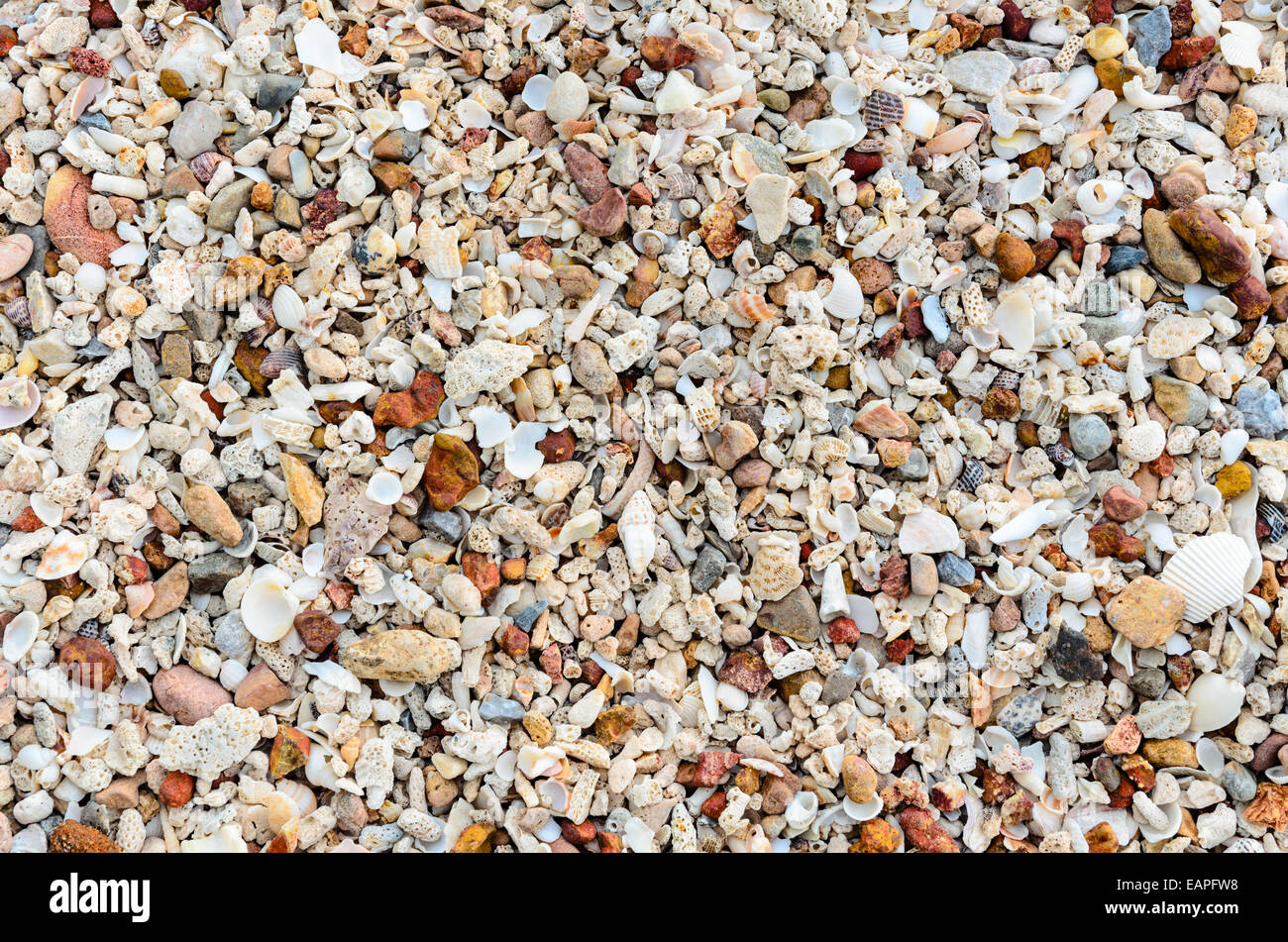 Beach with many old shells and multi-colored stones Stock Photo - Alamy