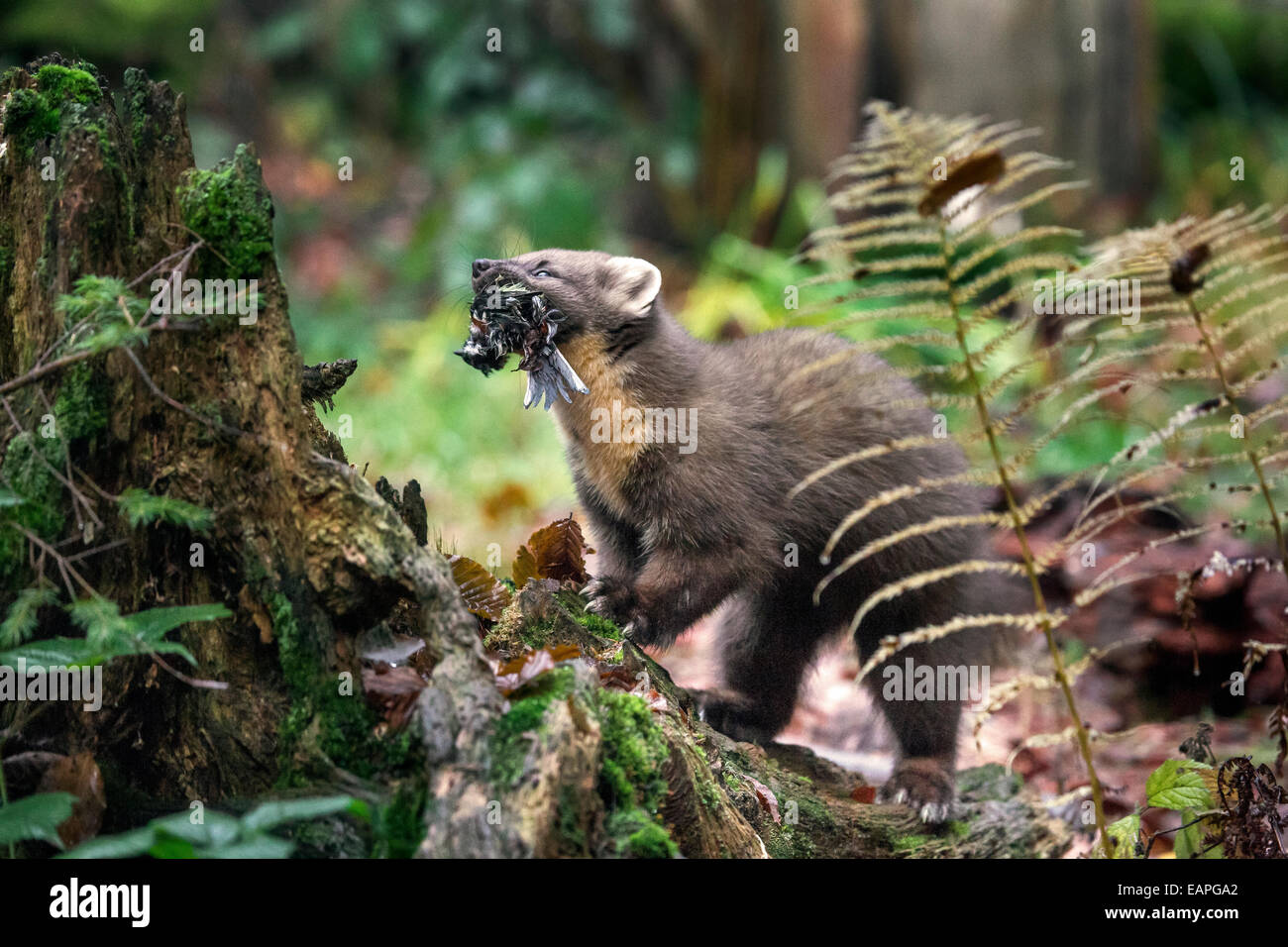Pine marten scotland eating hi-res stock photography and images - Alamy