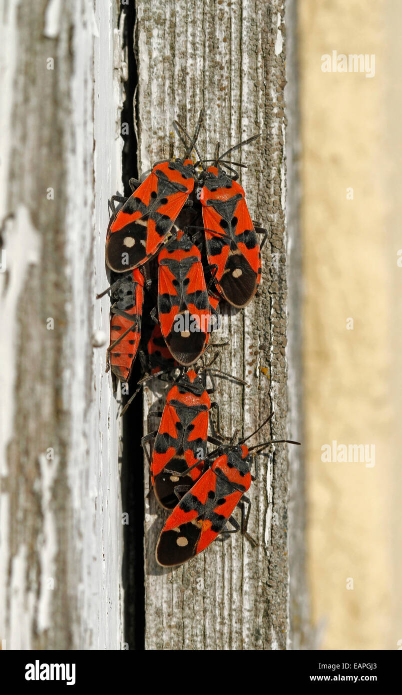 Black and red bugs (Lygaeus equestris) which have just stopped ...