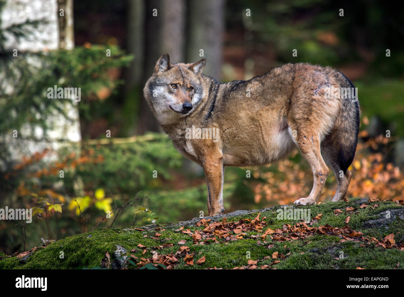 Wolves in forest hi-res stock photography and images - Alamy