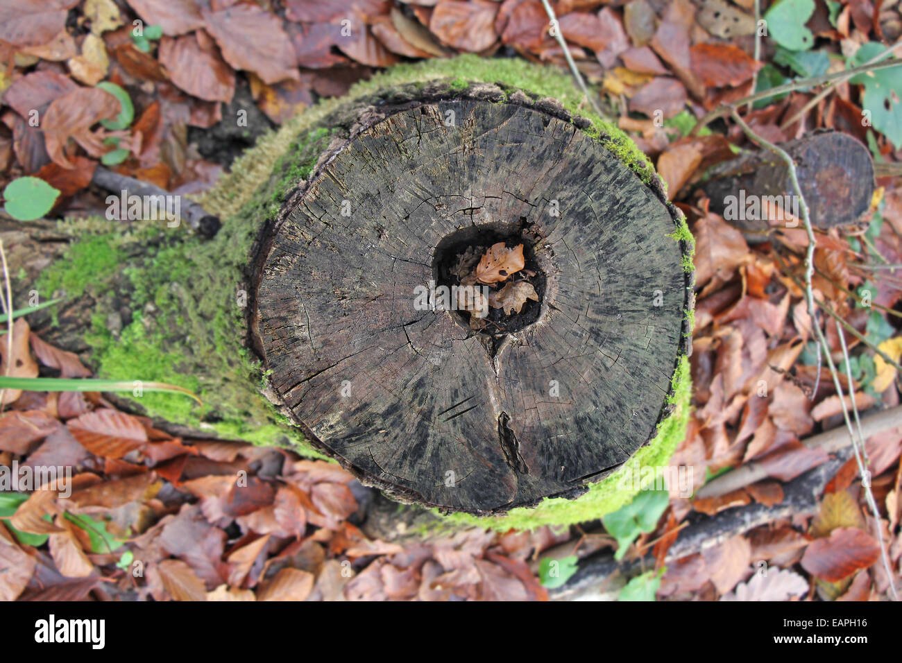 Cut old tree stump hi-res stock photography and images - Alamy