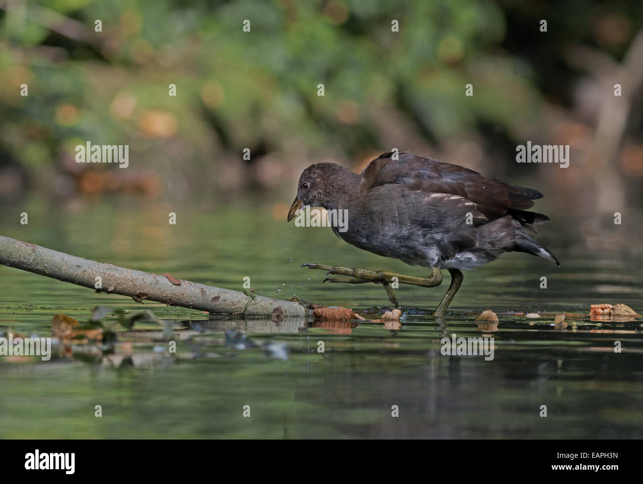 Juvenile Moorhen, Gallinula chloropus Stock Photo - Alamy