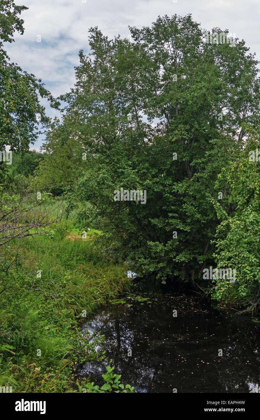 Village landscape with river. Apple tree over water Stock Photo - Alamy