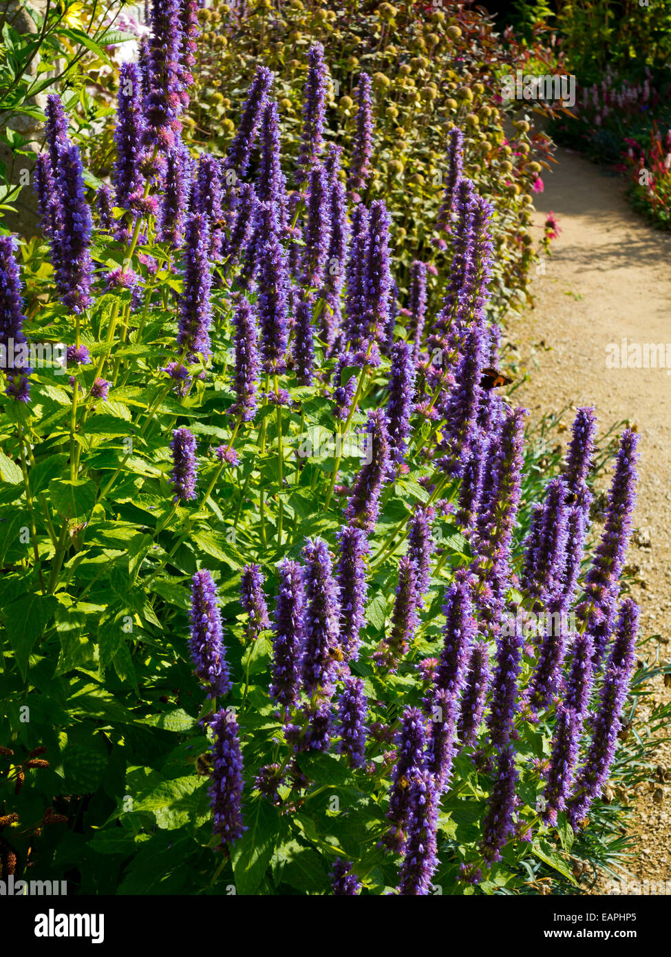 Bright coloured flowers hi-res stock photography and images - Alamy