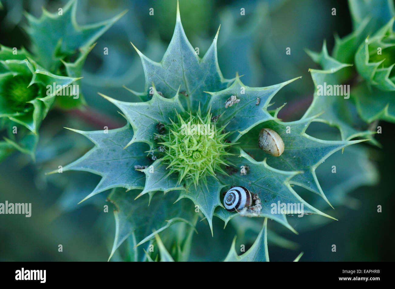 Sea holly hi-res stock photography and images - Alamy