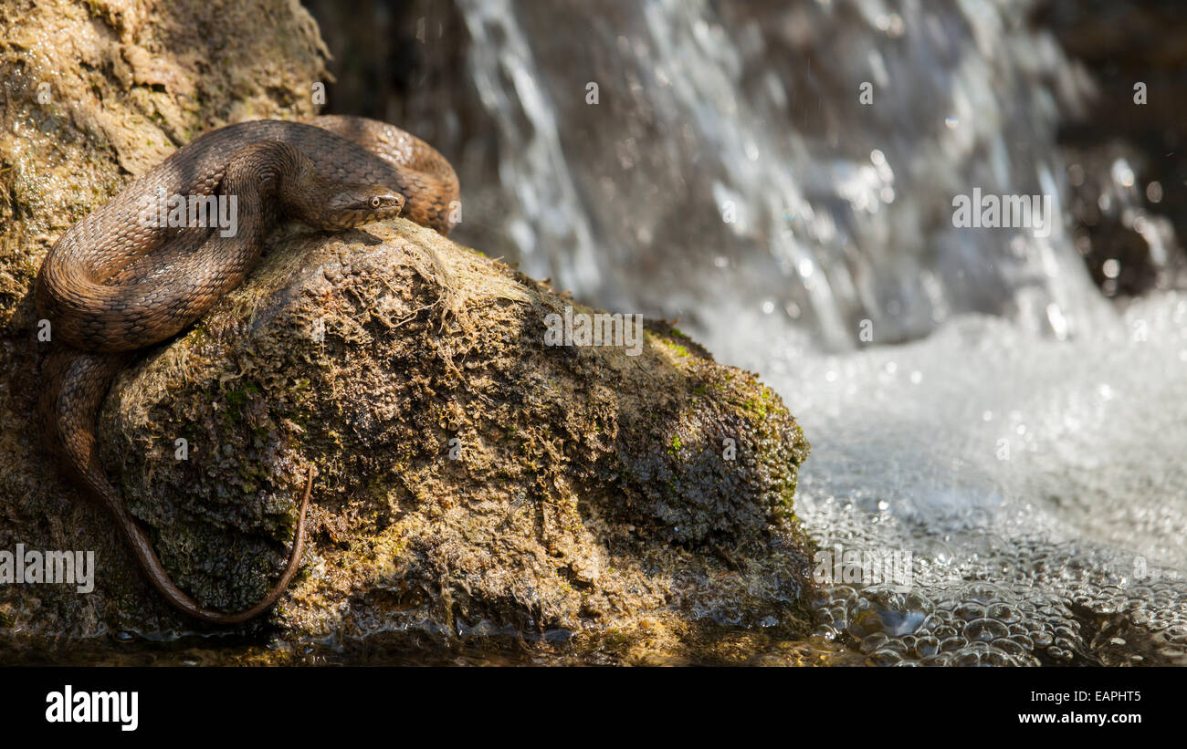 Viperine snake hi-res stock photography and images - Alamy