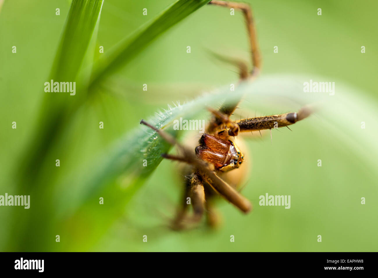 front view of a spider Stock Photo - Alamy