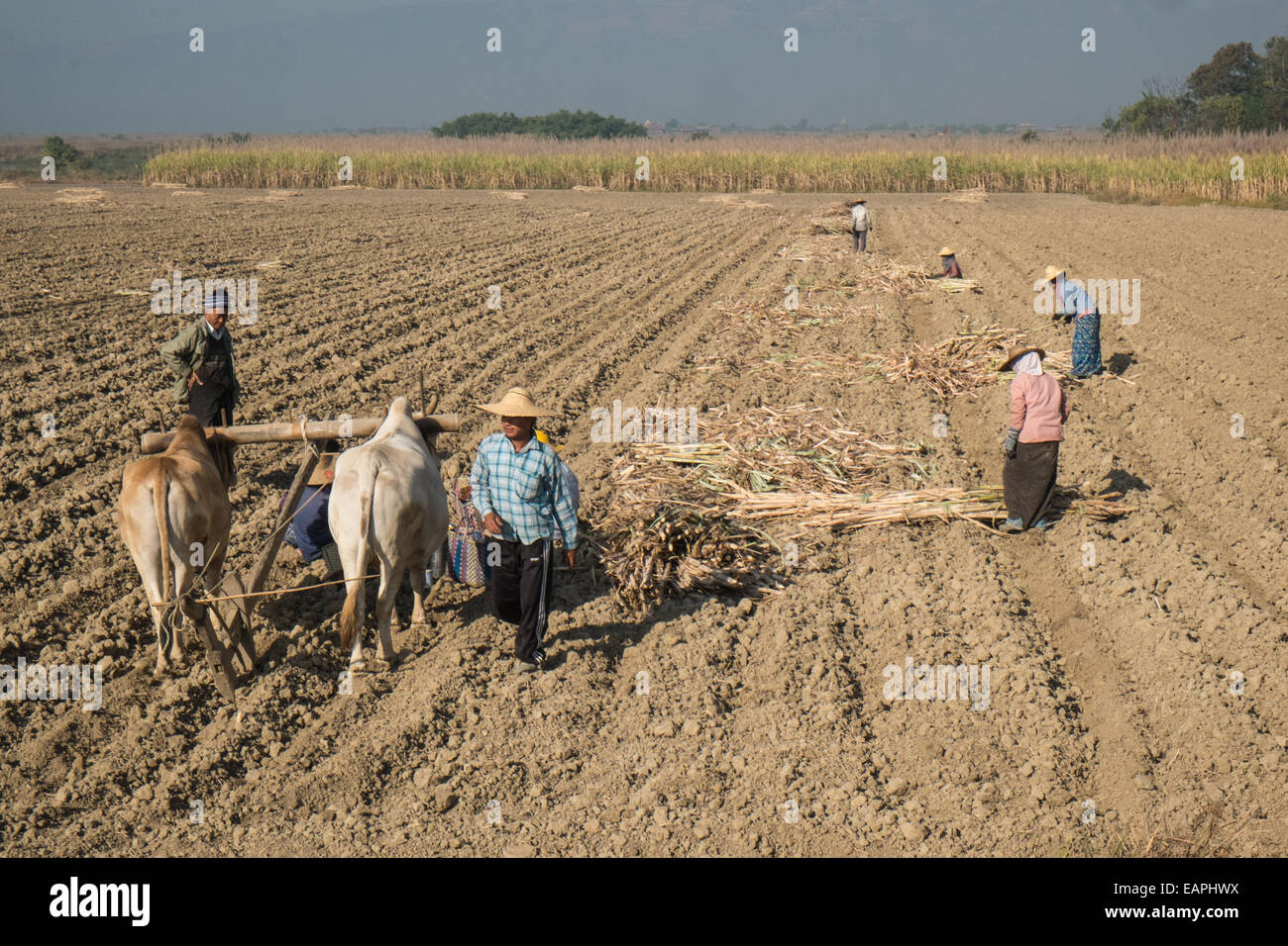 Bull pulling plow hi-res stock photography and images - Alamy