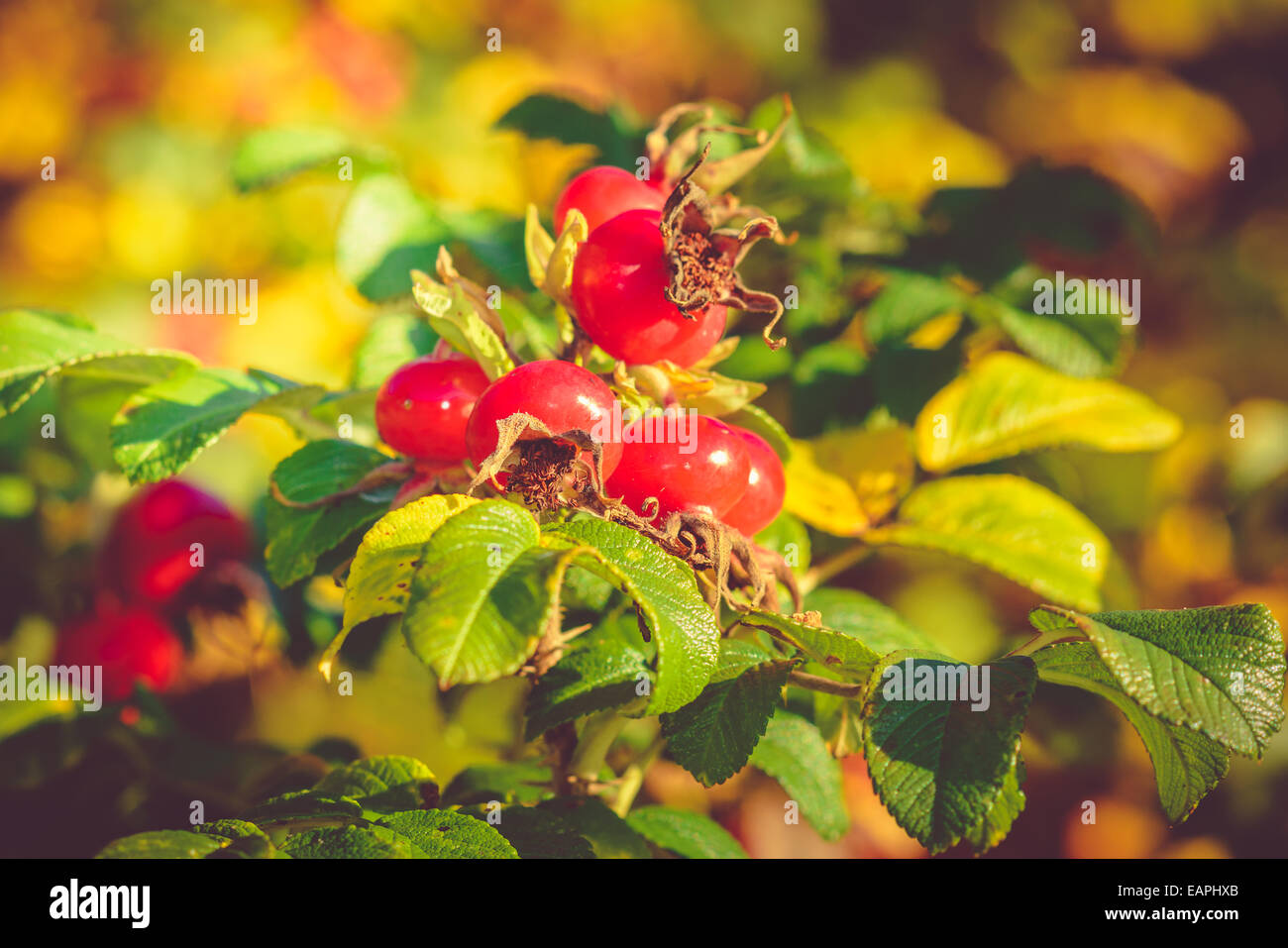 Rugosa Rose Hips in autumn sun Stock Photo - Alamy
