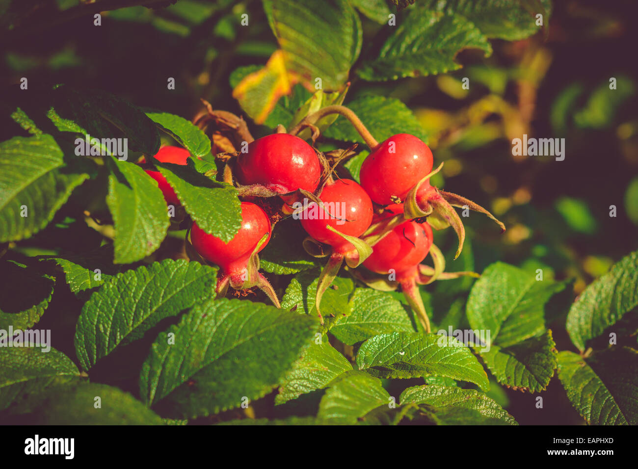 Rugosa Rose Hips in autumn sun Stock Photo - Alamy