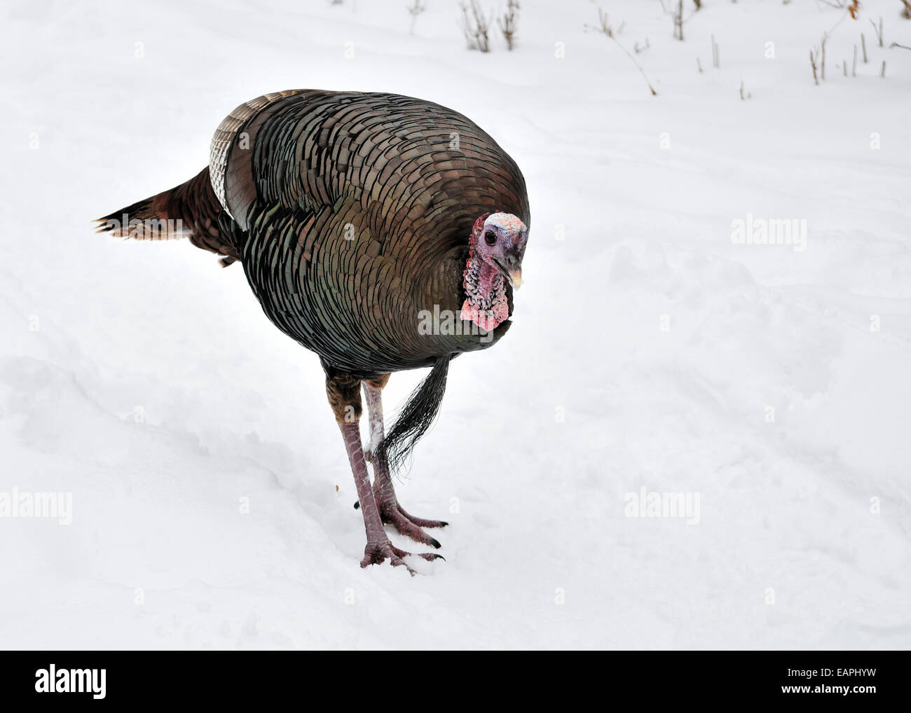 Wild turkey snow hi-res stock photography and images - Alamy