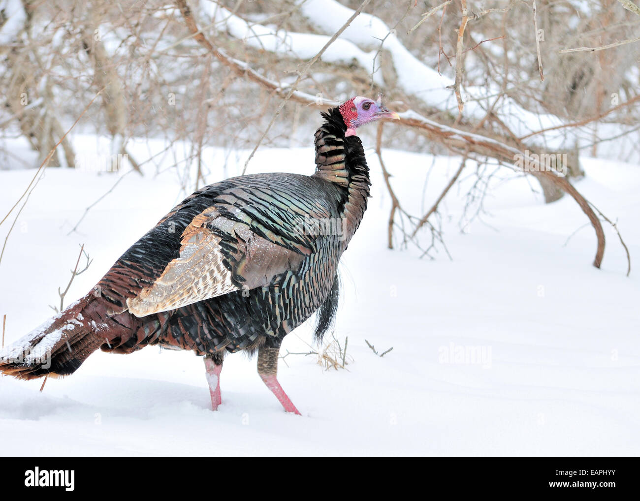 Male wild turkey walking in winter snow Stock Photo - Alamy