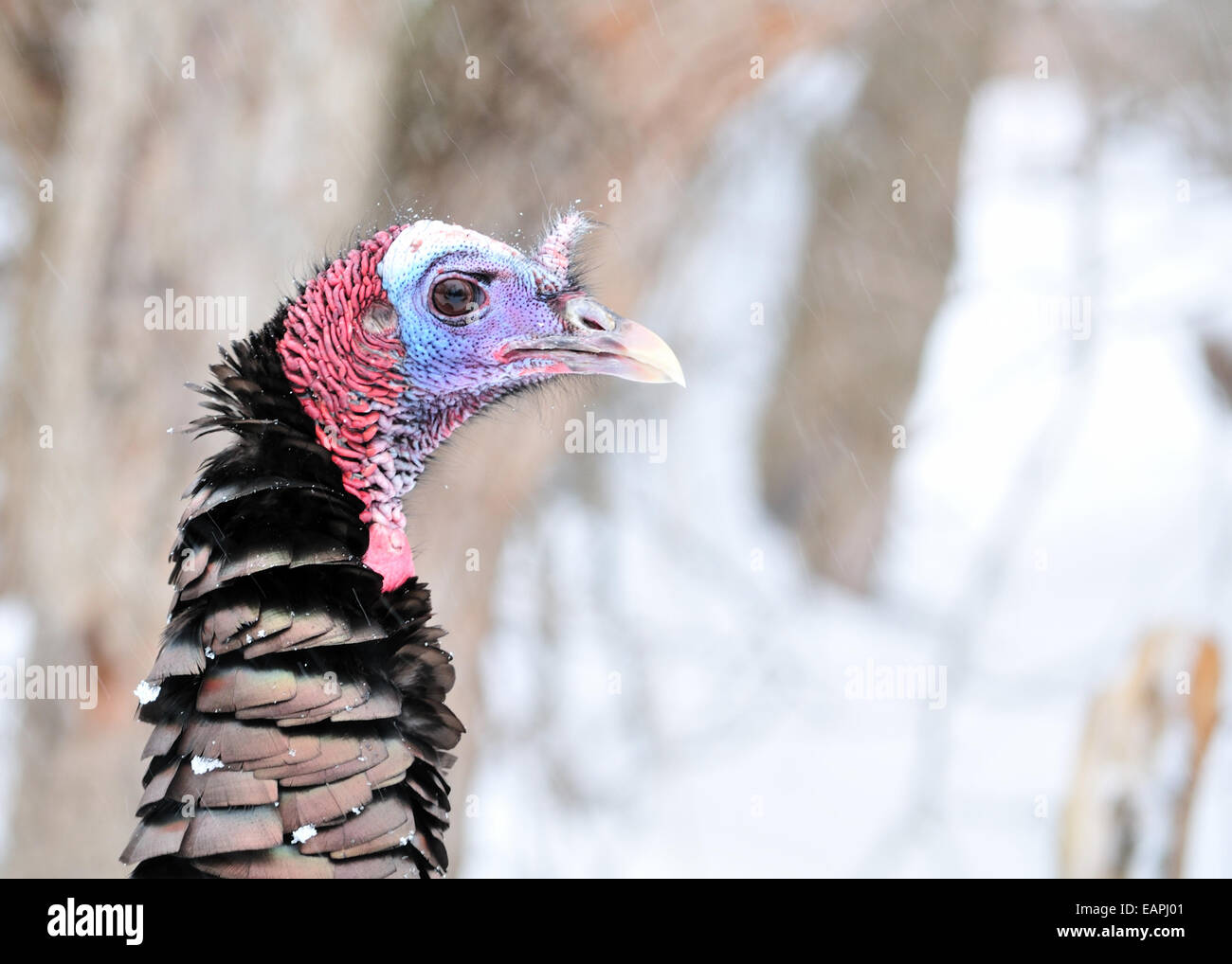 Close Up Wild Turkey High Resolution Stock Photography and Images - Alamy