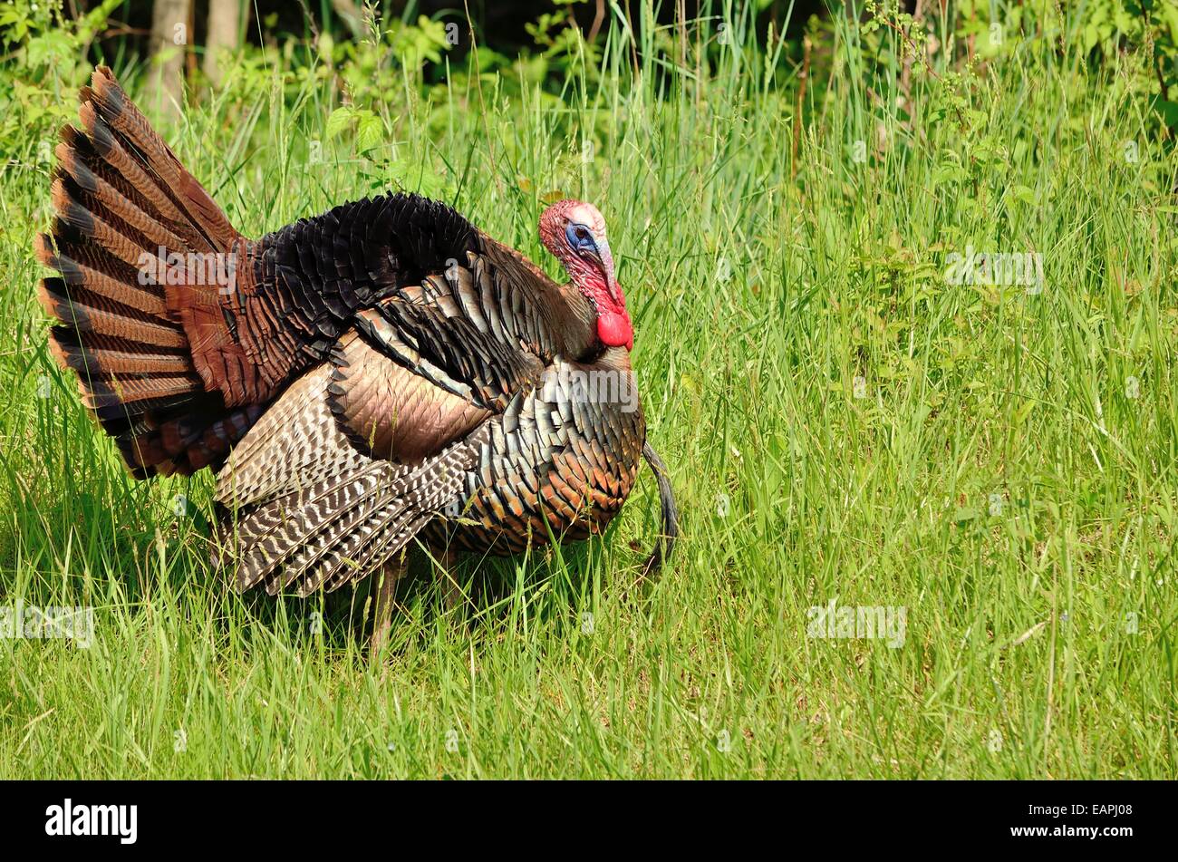 Wild Turkey strutting in the spring mating season for a female Stock ...