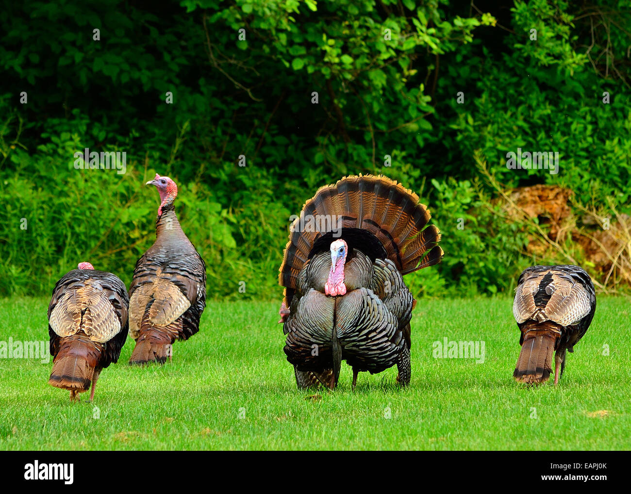 Strutting jake hi-res stock photography and images - Alamy