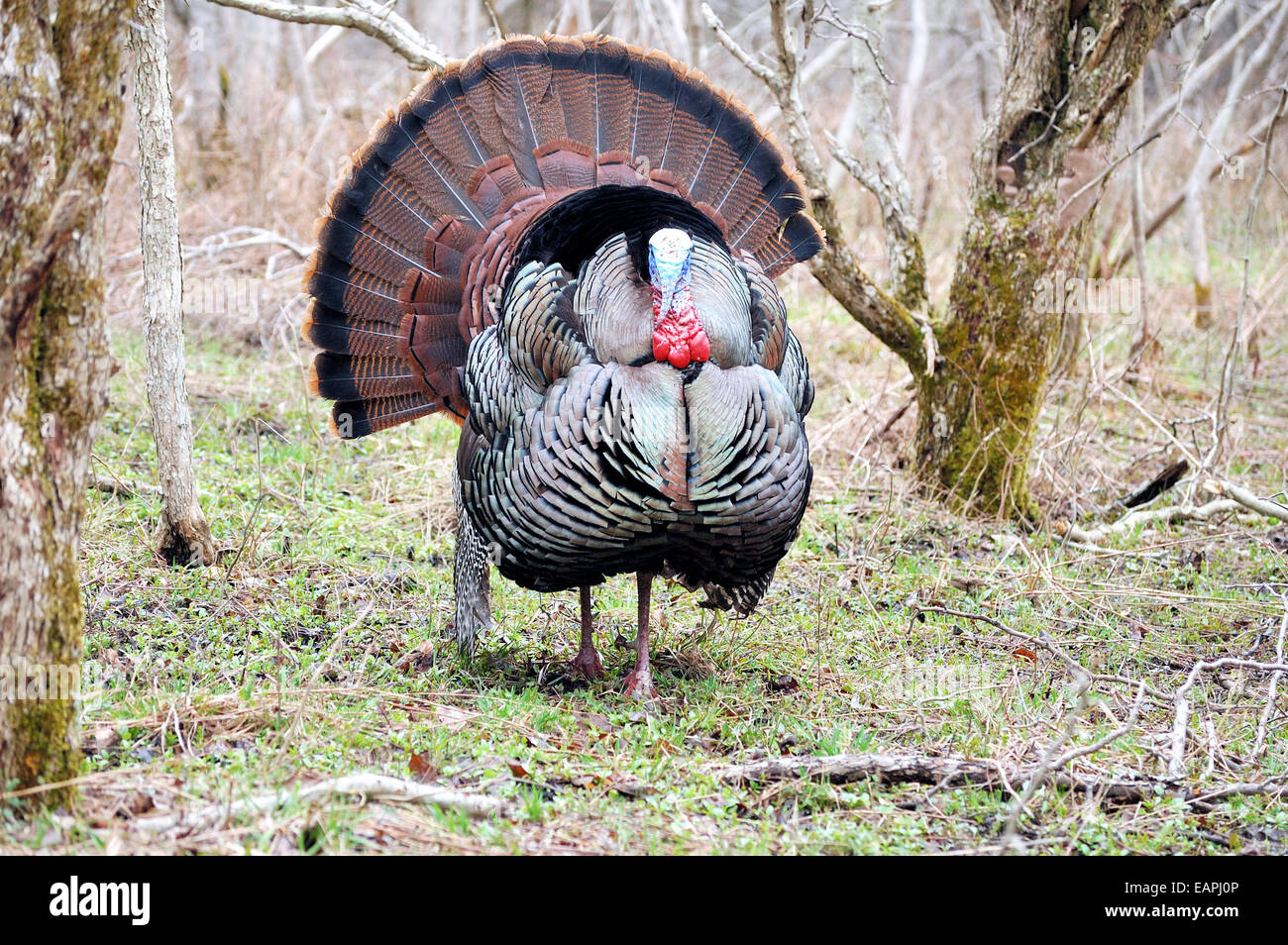 Strutting male wild turkey displaying in the spring mating season Stock ...