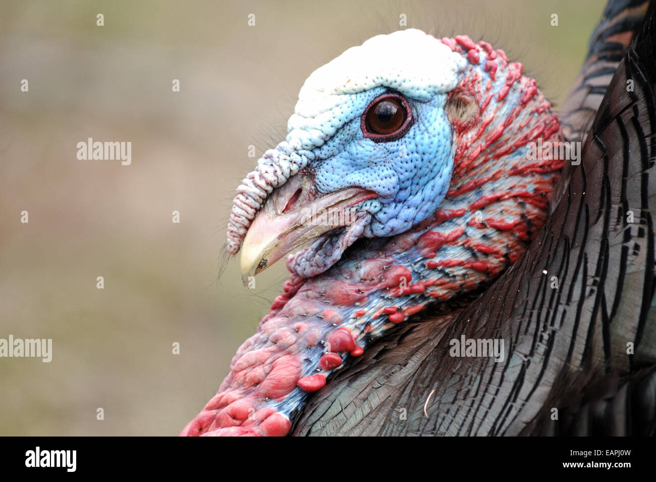 Strutting male wild turkey displaying in the spring mating season Stock ...