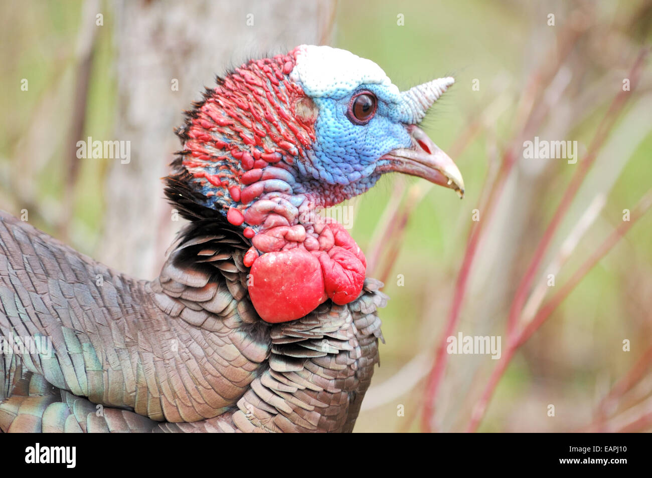 Strutting male wild turkey displaying in the spring mating season Stock ...