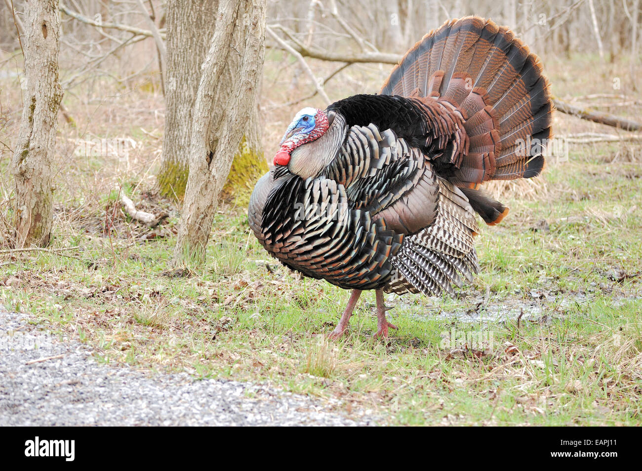 Strutting male wild turkey displaying in the spring mating season Stock ...