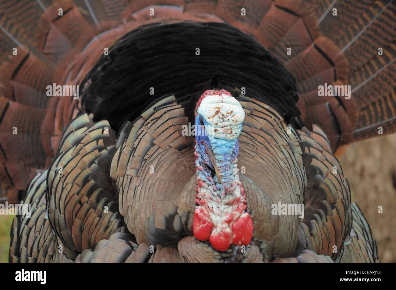 Strutting male wild turkey displaying in the spring mating season Stock ...