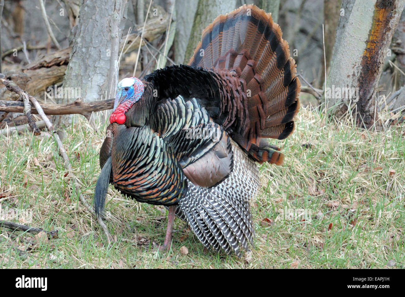 Strutting male wild turkey displaying in the spring mating season Stock ...