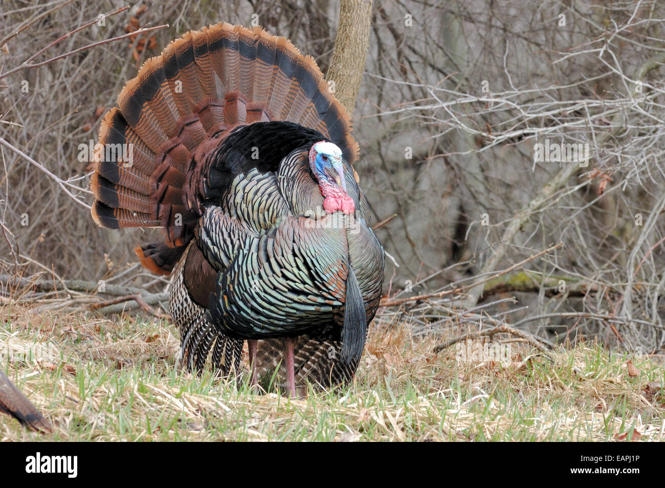 Strutting male wild turkey displaying in the spring mating season Stock ...