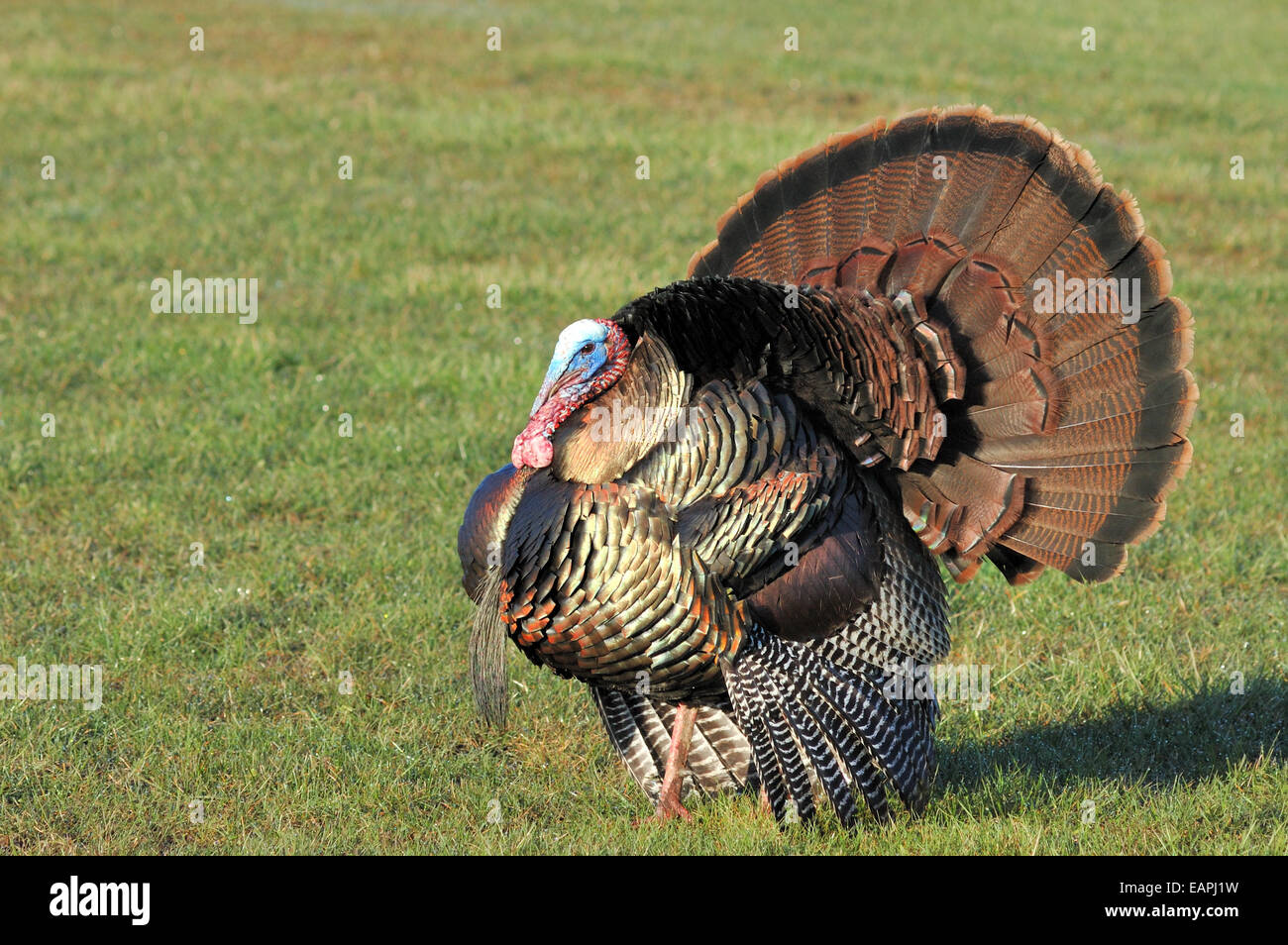 Strutting male wild turkey displaying in the spring mating season Stock ...