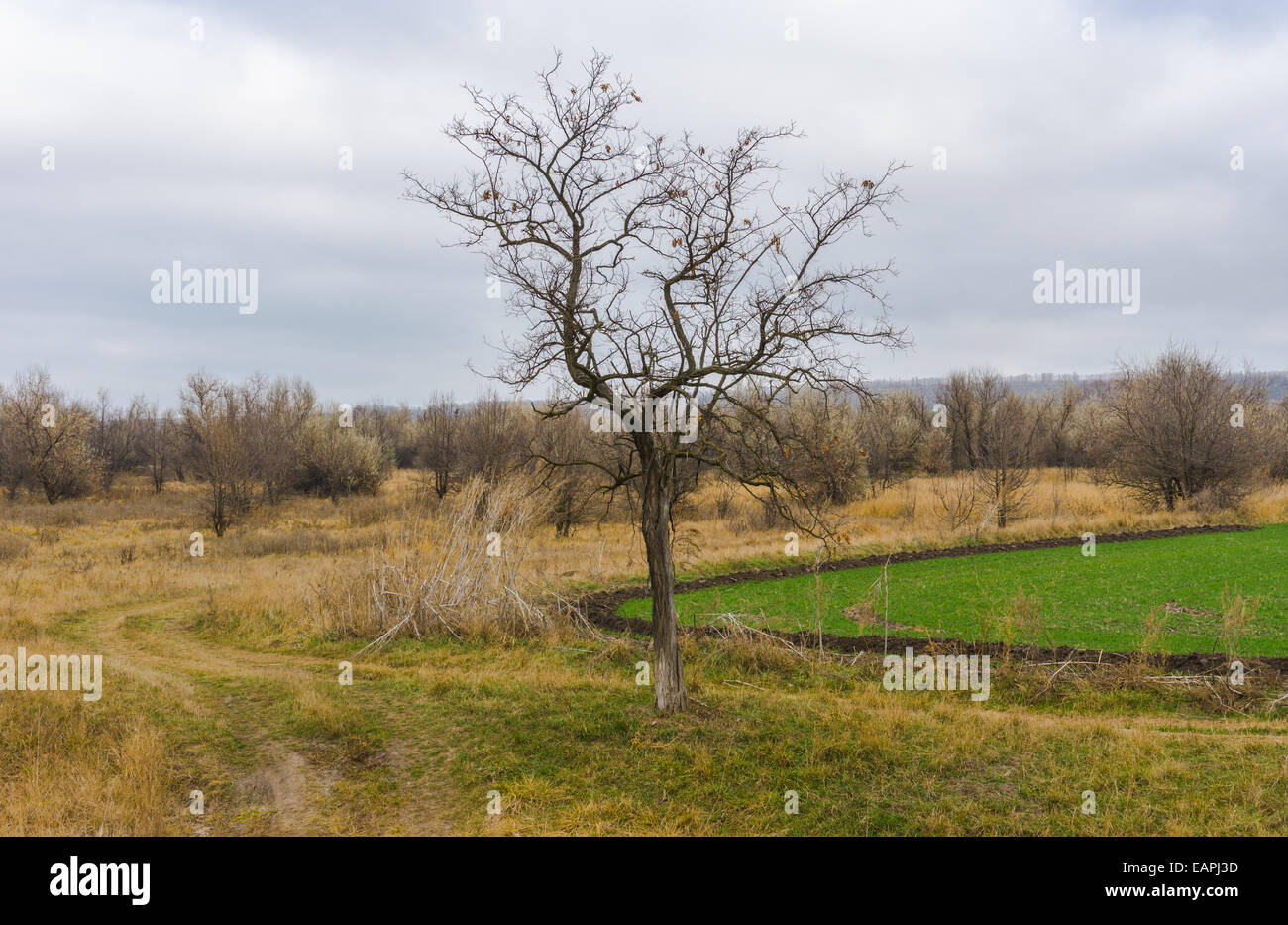 Late autumnal landscape in rural Ukrainian area Stock Photo - Alamy