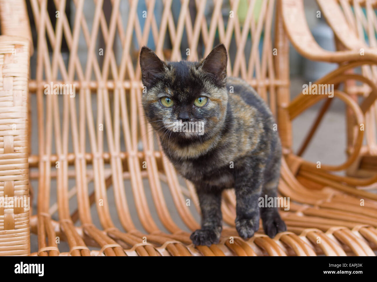 Three colored cat looking with interest Stock Photo - Alamy